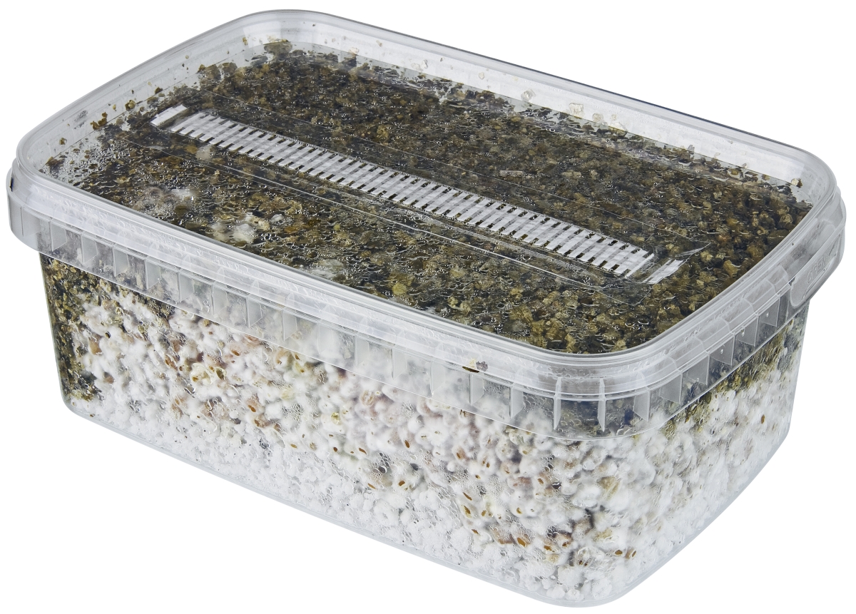 Mushroom Grow Kit Ready-To-Grow - Innervisions Mushroom Grow Kit Ready-To-Grow - Innervisions
