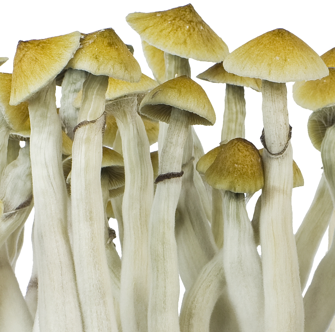 Mushroom Grow Kit Ready-To-Grow - Innervisions Mushroom Grow Kit Ready-To-Grow - Innervisions